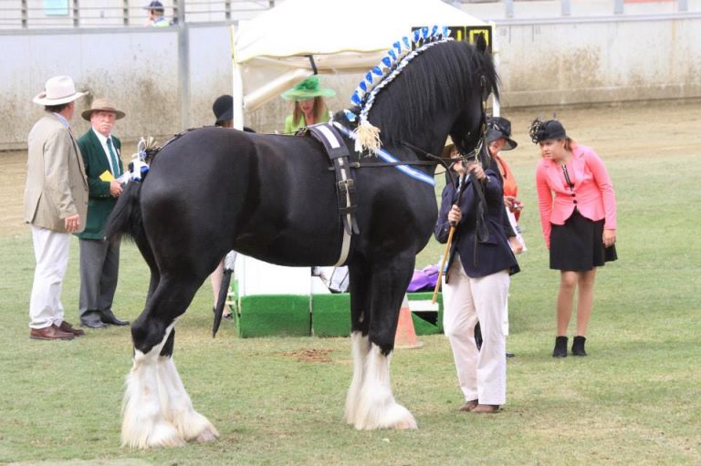 Shire Horse Society of Australia | Stallions At Stud & Semen