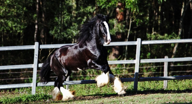 Stallions At Stud & Semen | Shire Horse Society of Australia